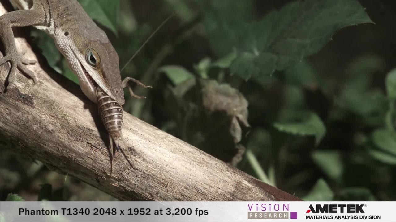 T1340-全球广泛应用Phantom系列高速摄像机-约克科技官网